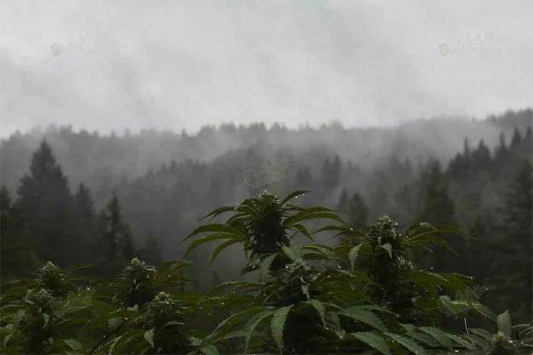 Growing Marijuana 101: Complete Guide on How to Grow Weed