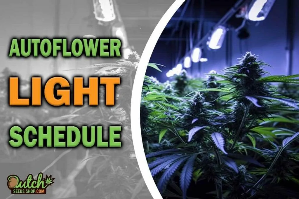 Autoflower Light Cycle: Schedule for Best Plant Growth - DSS