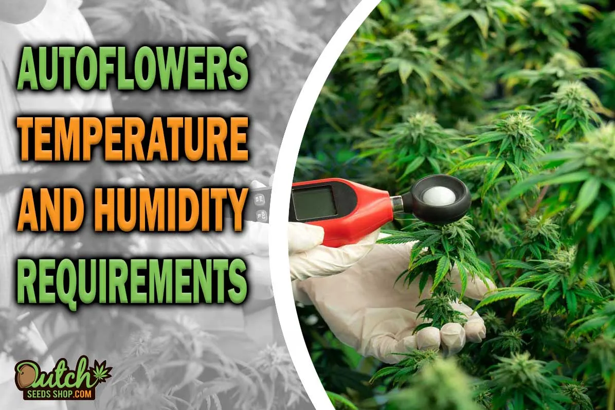 Temperature and Humidity for Auto Cannabis Plants - DSS
