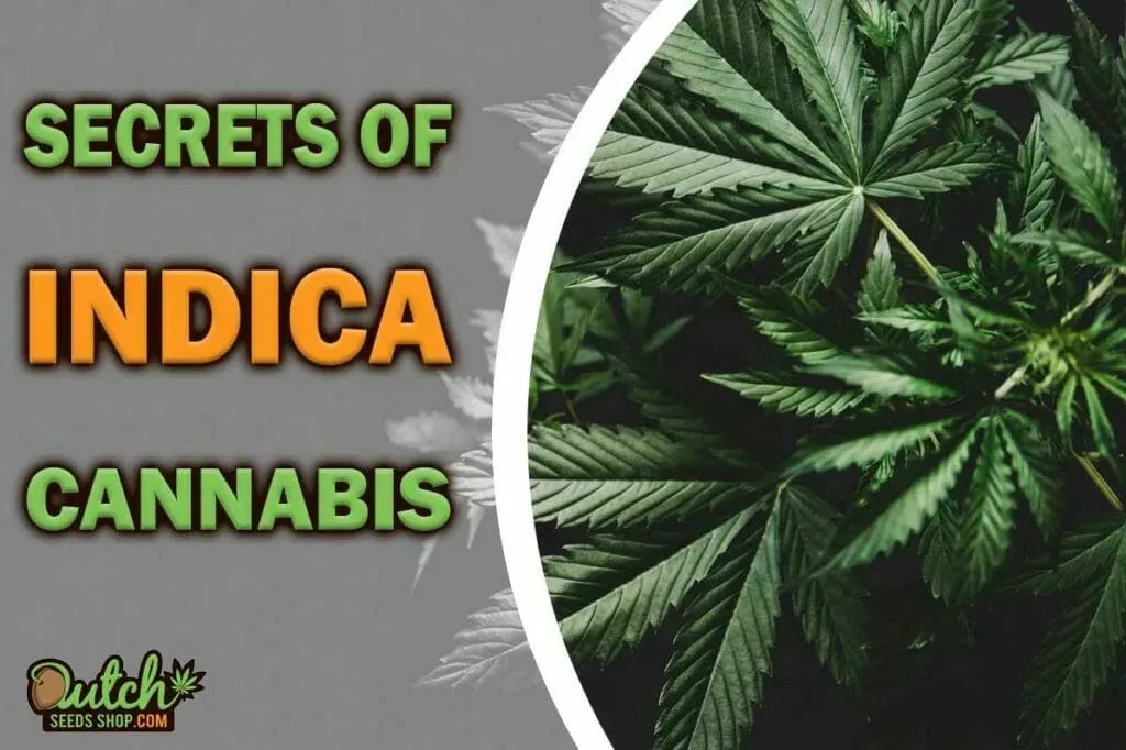 Discover the Secrets of Relaxing Cannabis Indica Plant - DSS