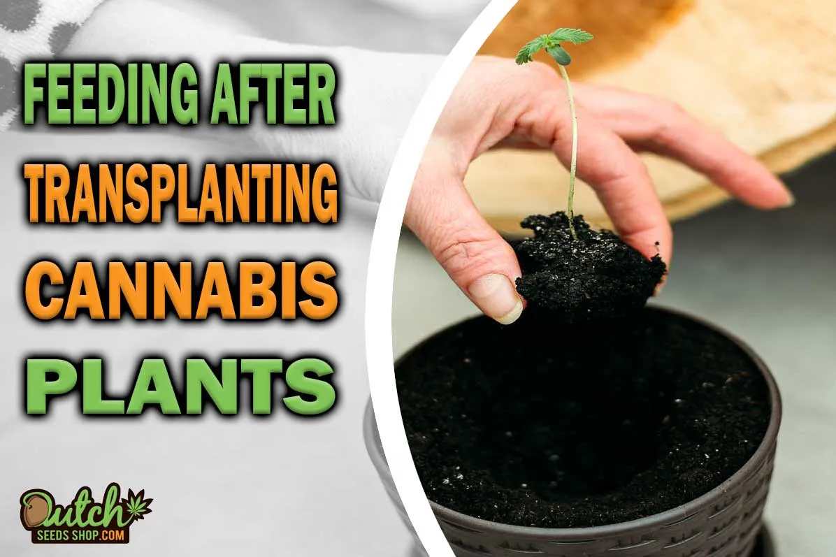 How Long to Wait to Feed After Transplant Plant? - DSS