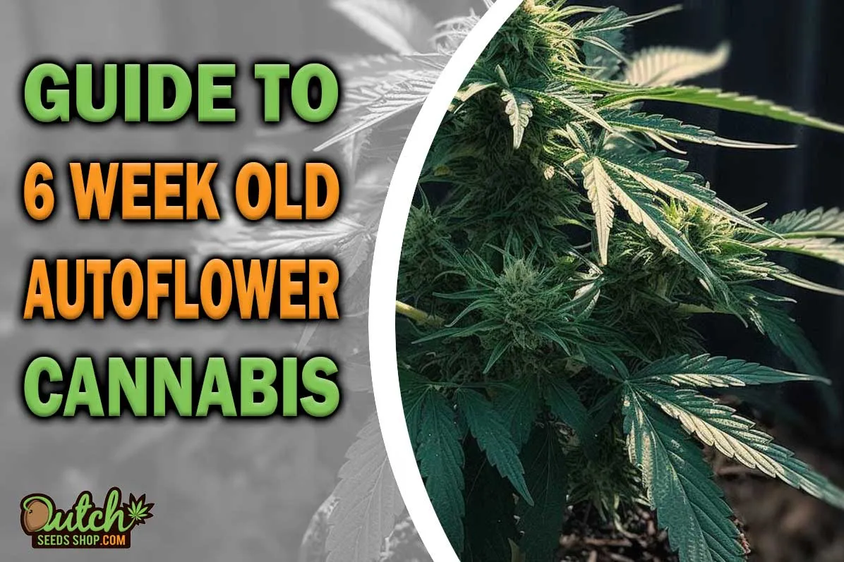 Guide to 6-Week-Old Autoflower Cannabis Plants - DSS