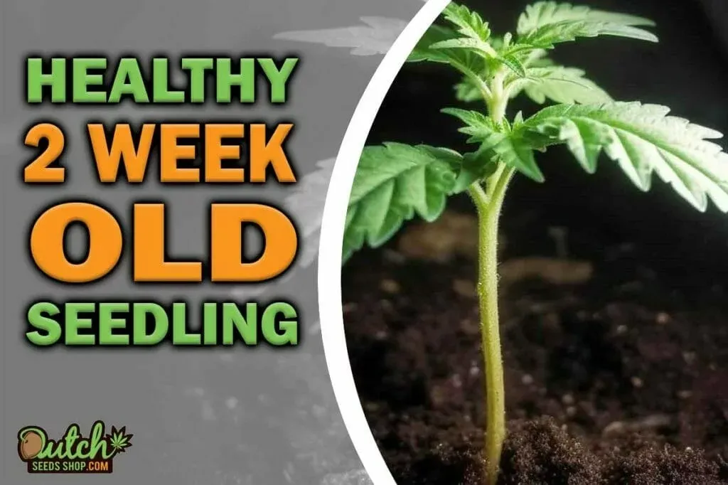 2 Week Old Seedling: Healthy Cannabis Growth Tips - DSS