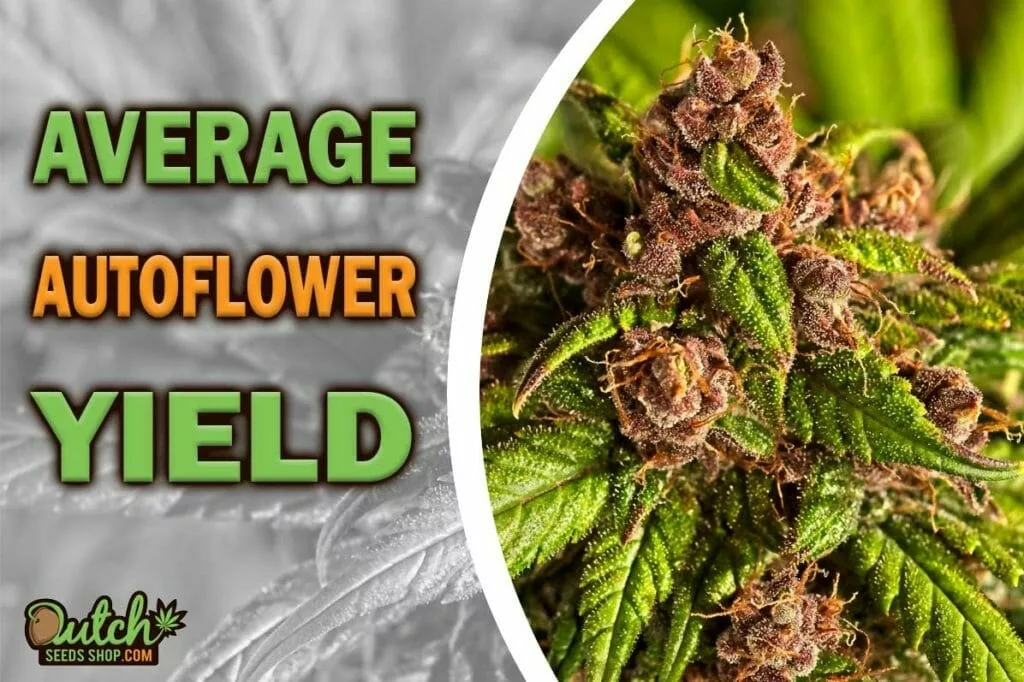 How Much Can Autoflower Yield Average Per Plant - DSS