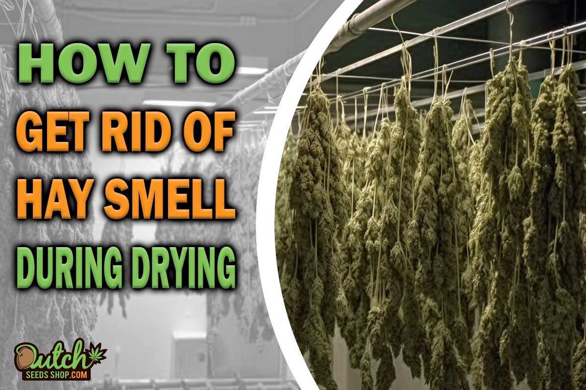 How to Get Rid of Hay Smell During Drying - DSS