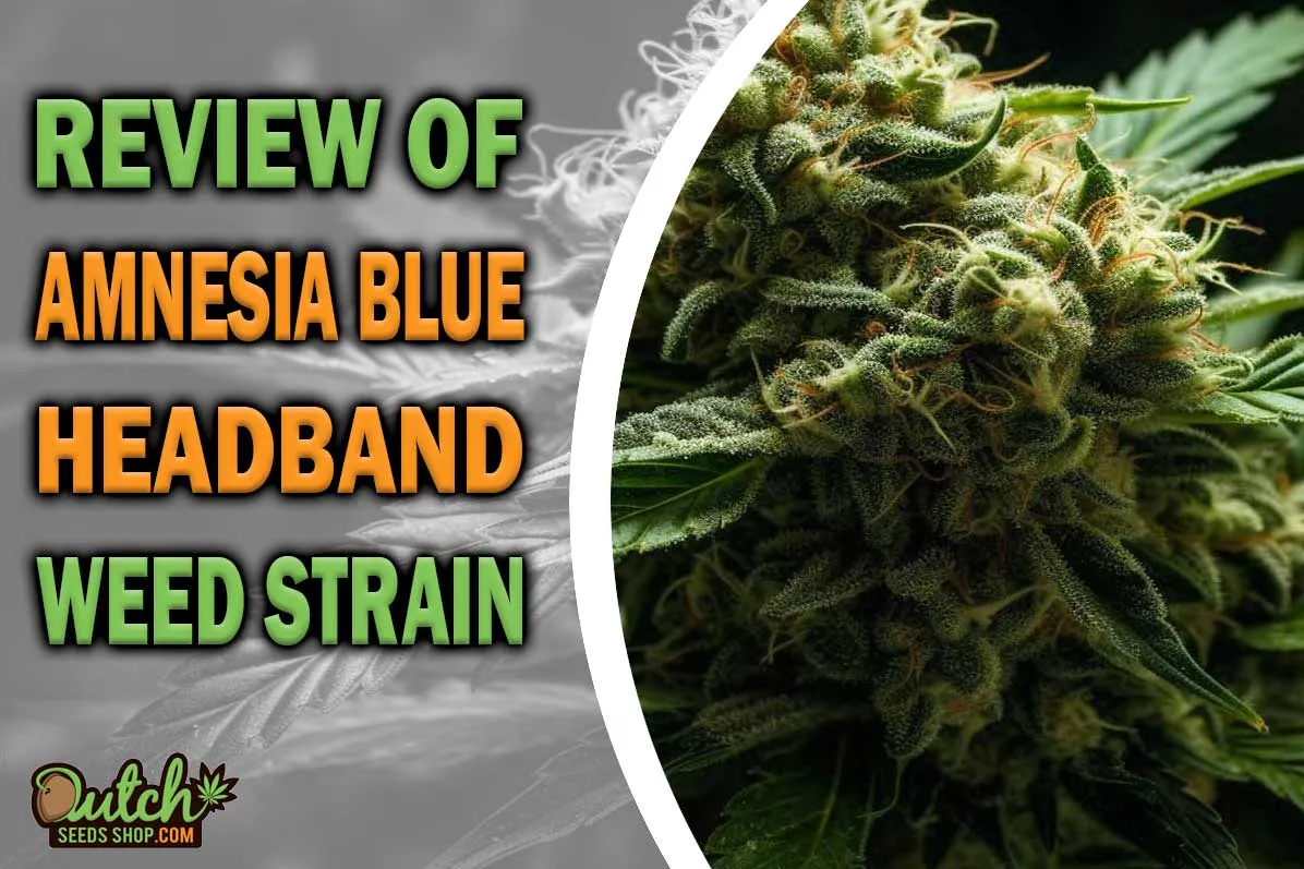 Amnesia Blue Headband Marijuana Strain Info and Review - DSS