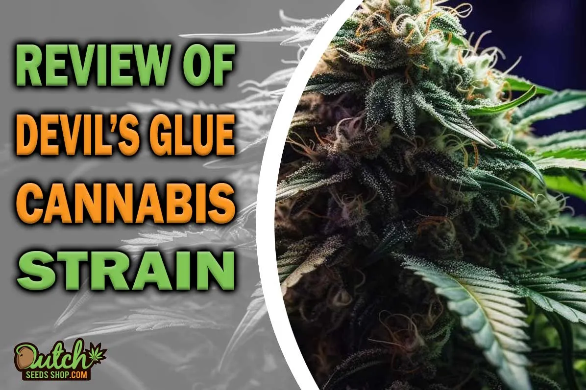Devil's Glue Marijuana Strain Information and Review - DSS
