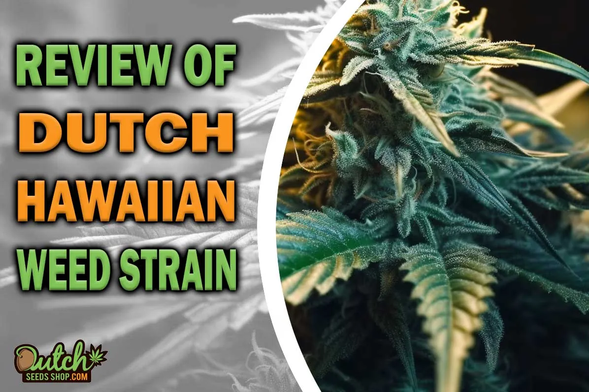 Dutch Hawaiian Marijuana Strain Information and Review - DSS