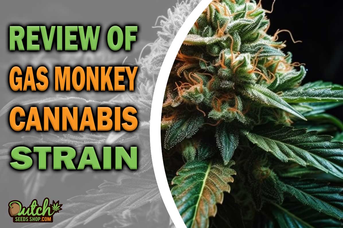 Gas Monkey Marijuana Strain Information and Review - DSS