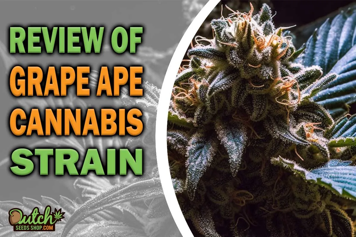 Grape Ape Marijuana Strain Information and Review - DSS