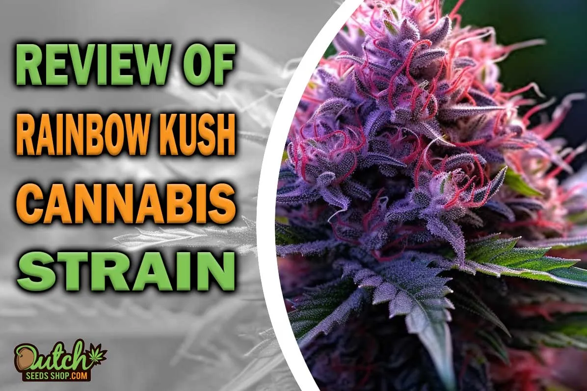 Rainbow Kush Marijuana Strain Information and Review - DSS