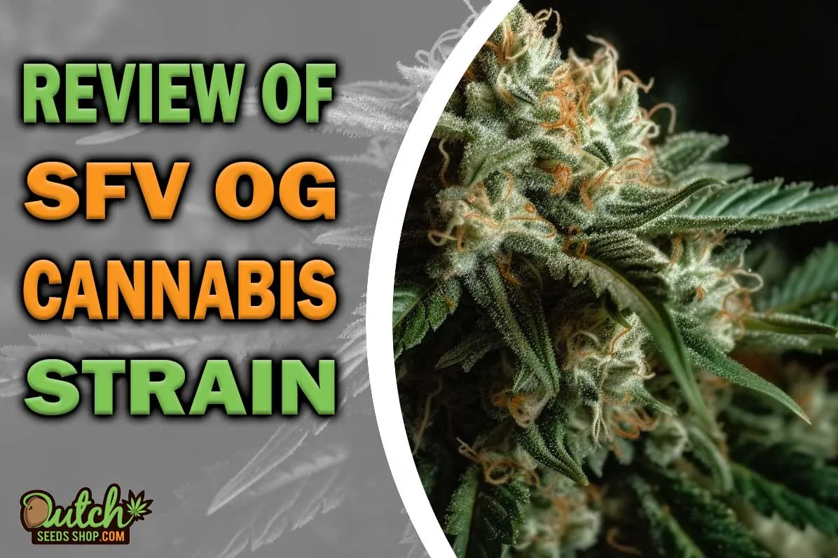 SFV OG Marijuana Strain Information and Review - DSS