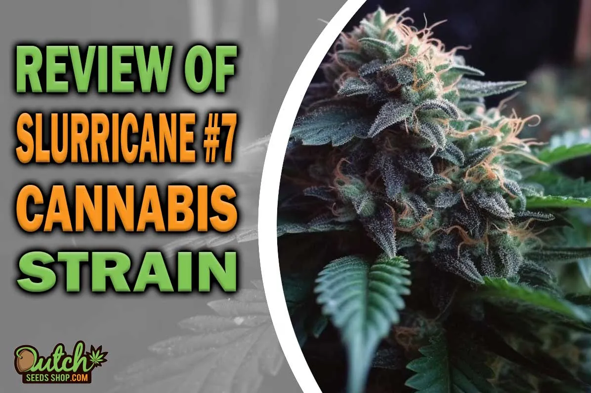 Slurricane #7 Marijuana Strain Information and Review - DSS
