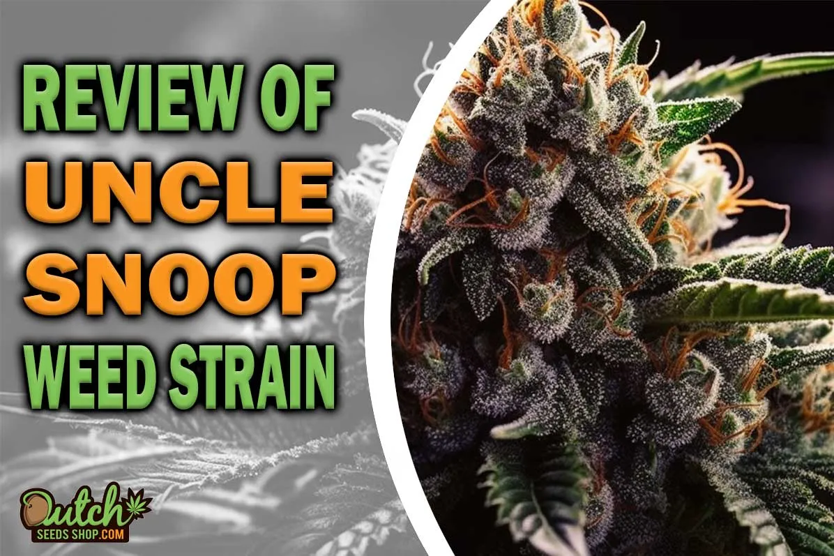 Uncle Snoop Marijuana Strain Information and Review - DSS