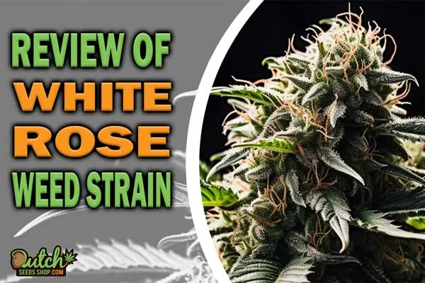 White Rose Marijuana Strain Information and Review - DSS