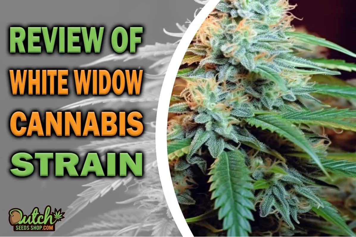 White Widow Marijuana Strain Information and Review - DSS