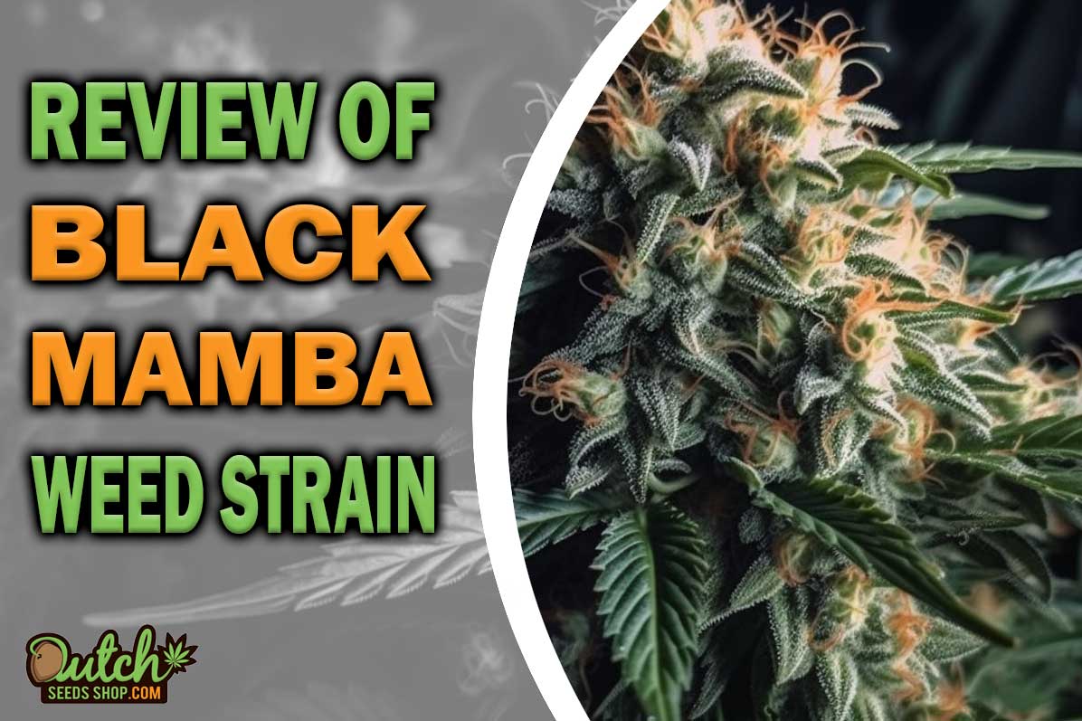 Black Mamba Marijuana Strain Information and Review - DSS