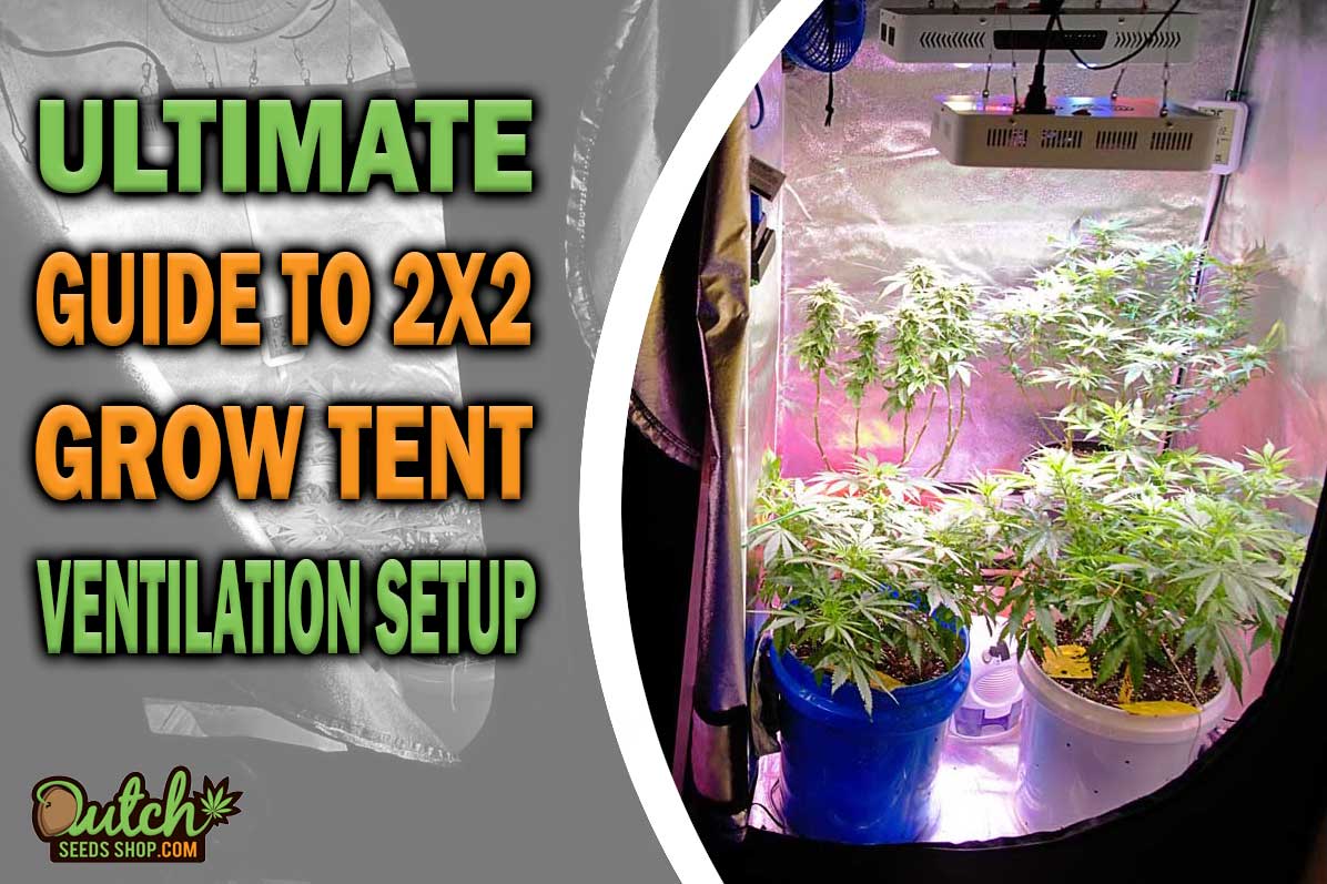 Ultimate Guide to 2x2 Grow Tent Ventilation Setup - DSS