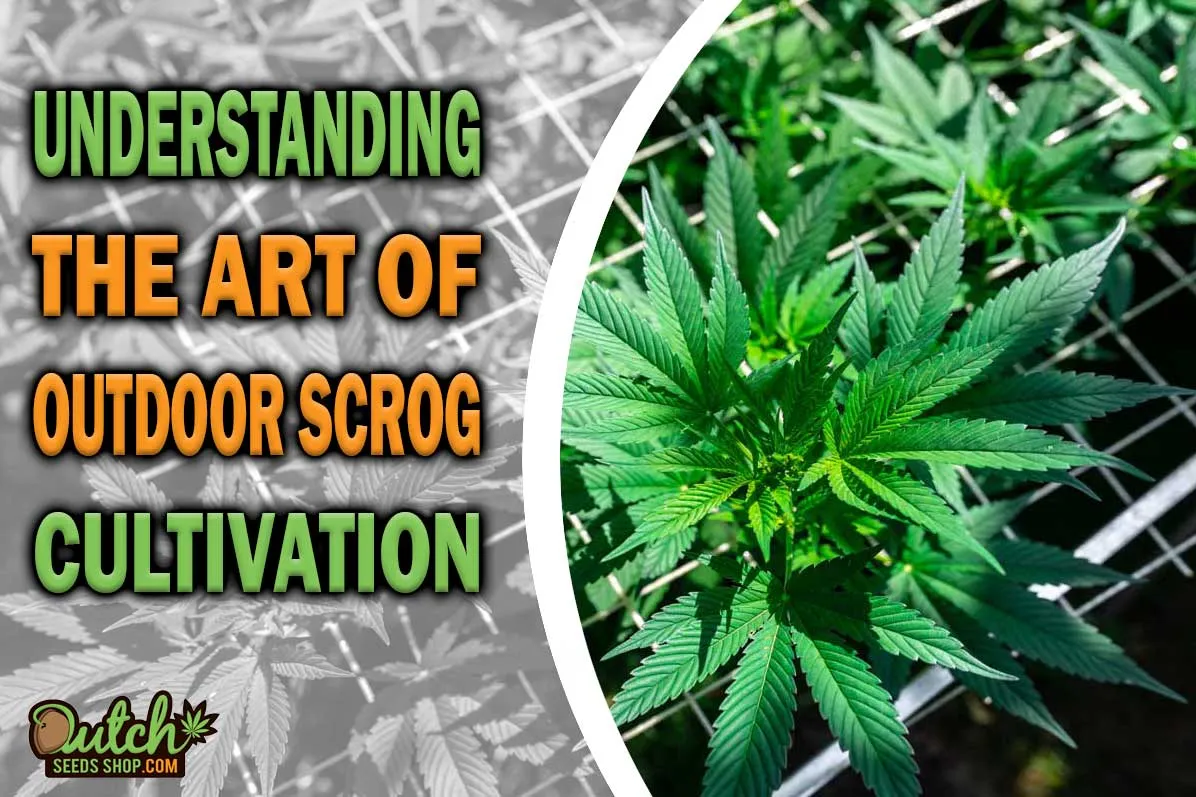 The Art of Outdoor Scrog Cultivation - DSS
