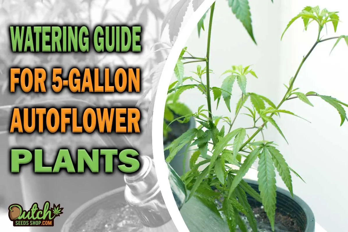 Watering Guide for 5-Gallon Autoflower Plants - DSS