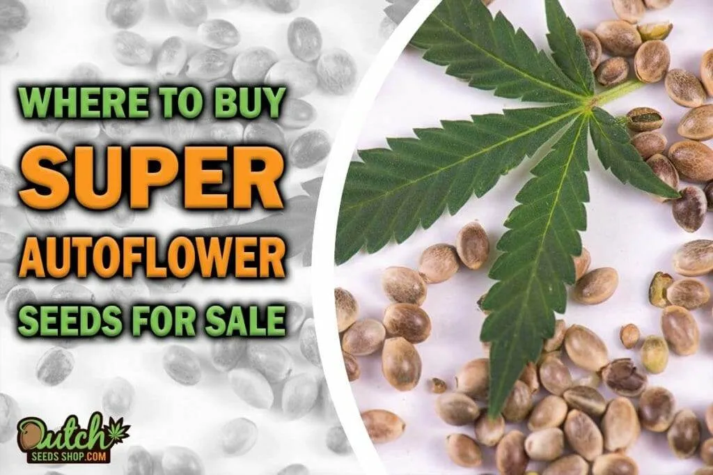 Where to Buy Super Autoflower Seeds for Sale - DSS