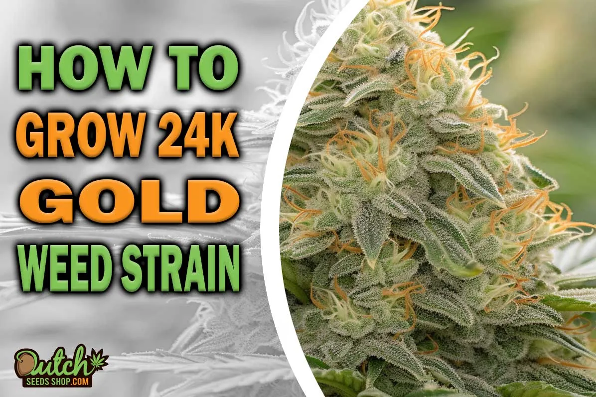 Guide to Growing 24K Gold Strain Like a Pro - DSS