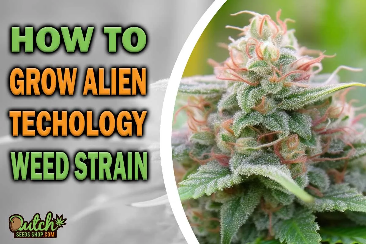 Guide to Growing Alien Technology Strain Like a Pro - DSS