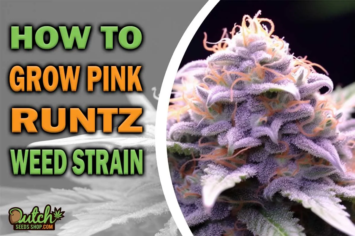 Guide to Growing Pink Runtz Strain Like a Pro - DSS