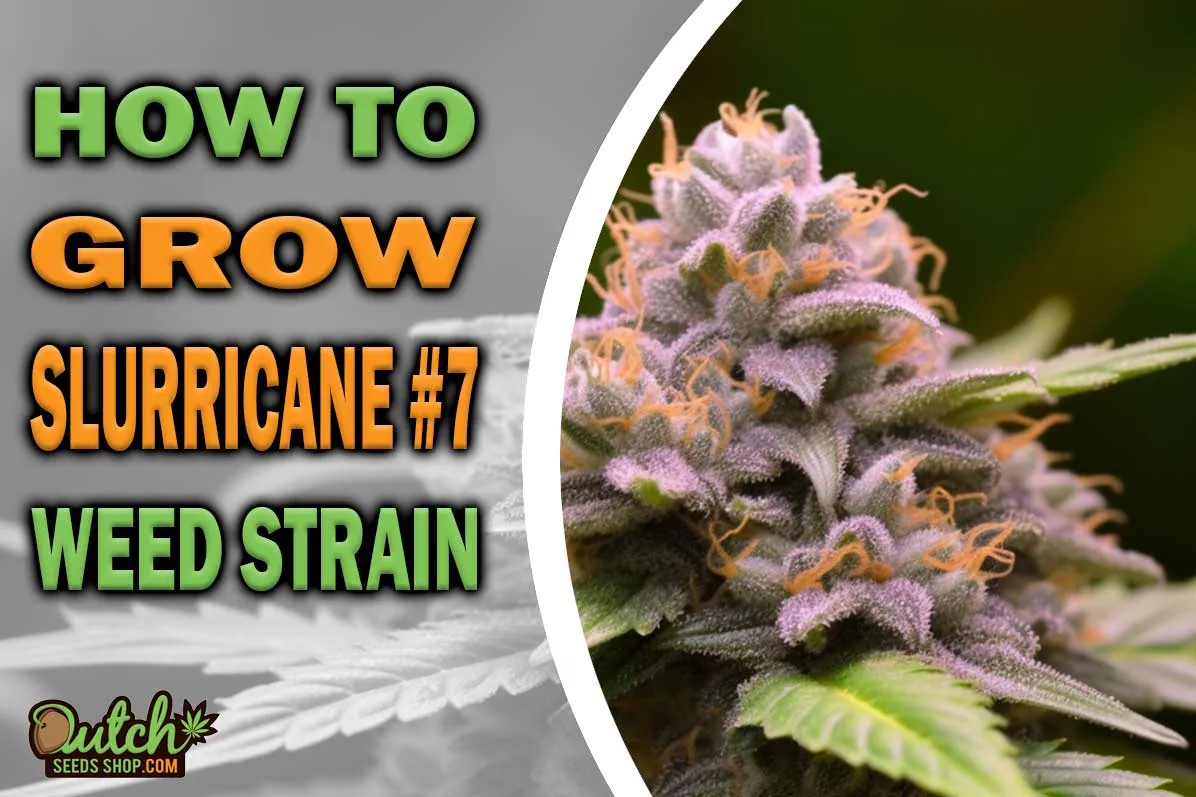 How to Grow Slurricane #7 Strain - DSS
