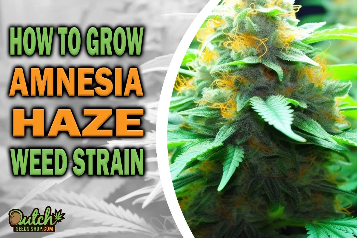 How to Grow Amnesia Haze Strain - DSS