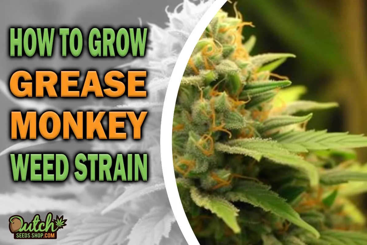 How to Grow Grease Monkey Strain - DSS
