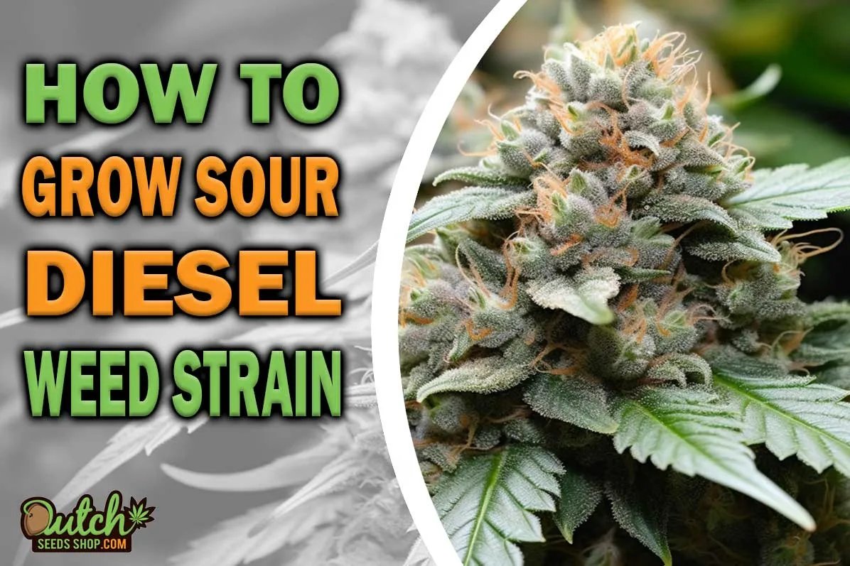 How to Grow Sour Diesel Strain - DSS