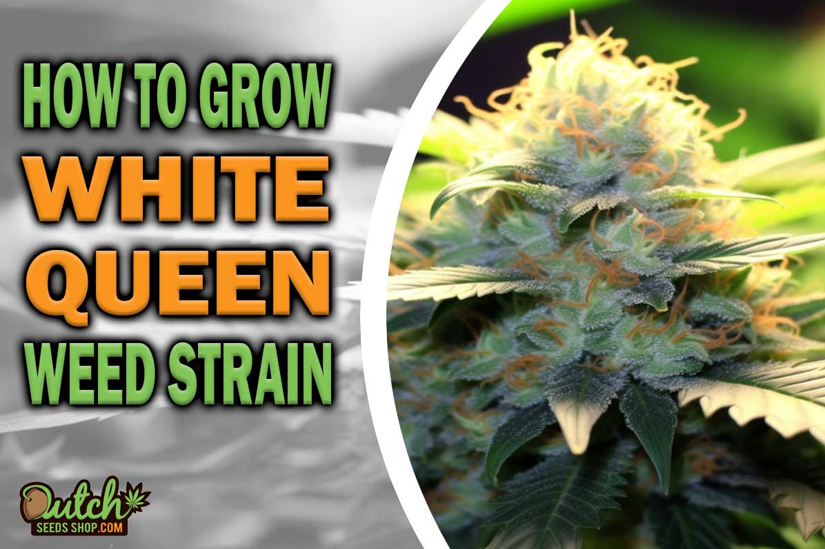 How to Grow White Queen Strain - DSS