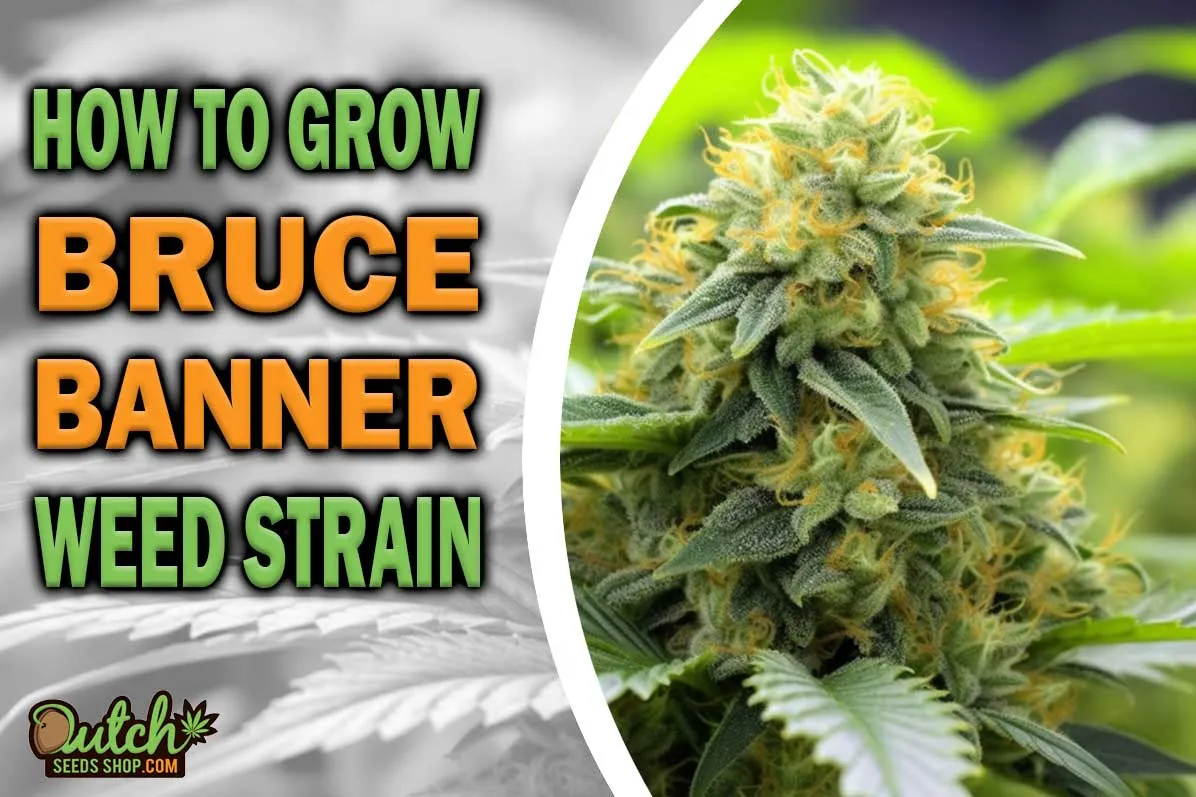 How to Grow Bruce Banner Strain - DSS