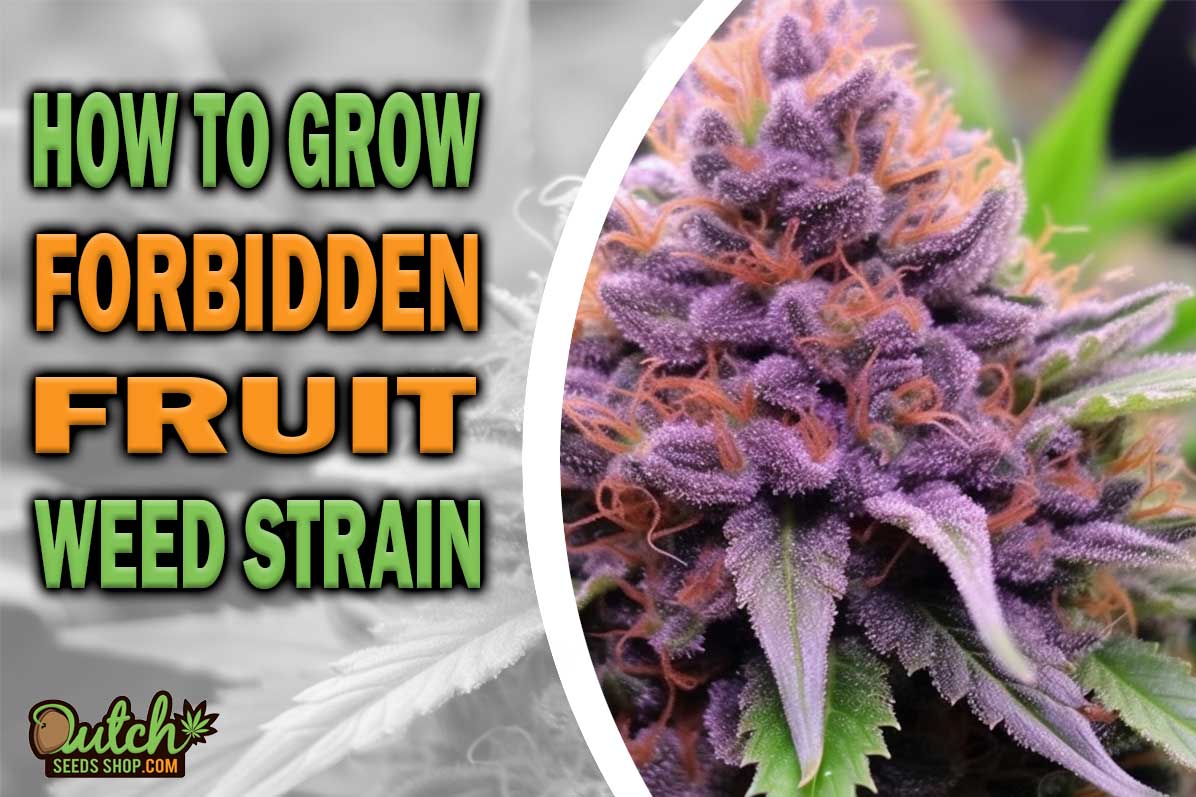 How to Grow Forbidden Fruit Strain - DSS