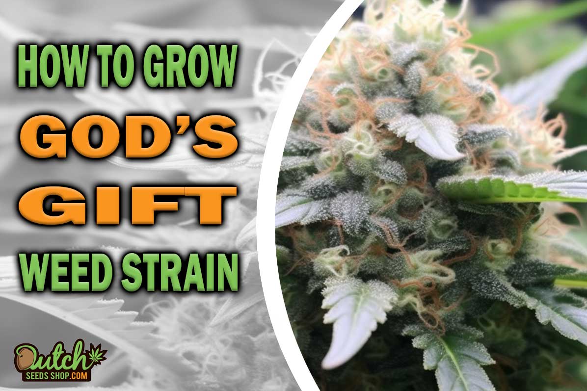 How to Grow God's Gift Strain - DSS