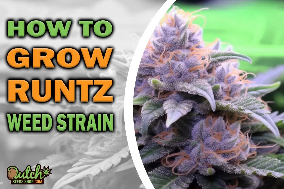 How to Grow Runtz Strain - DSS