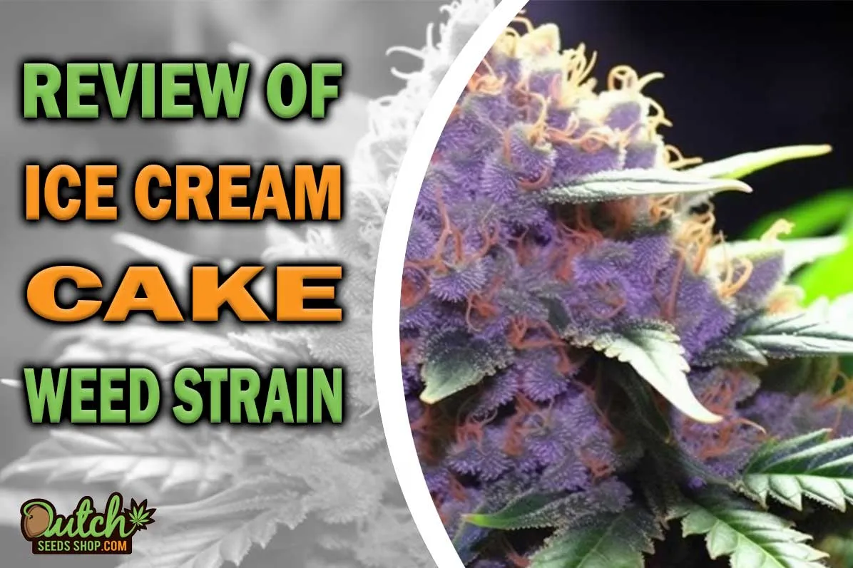 Ice Cream Cake Marijuana Strain Information and Review - DSS