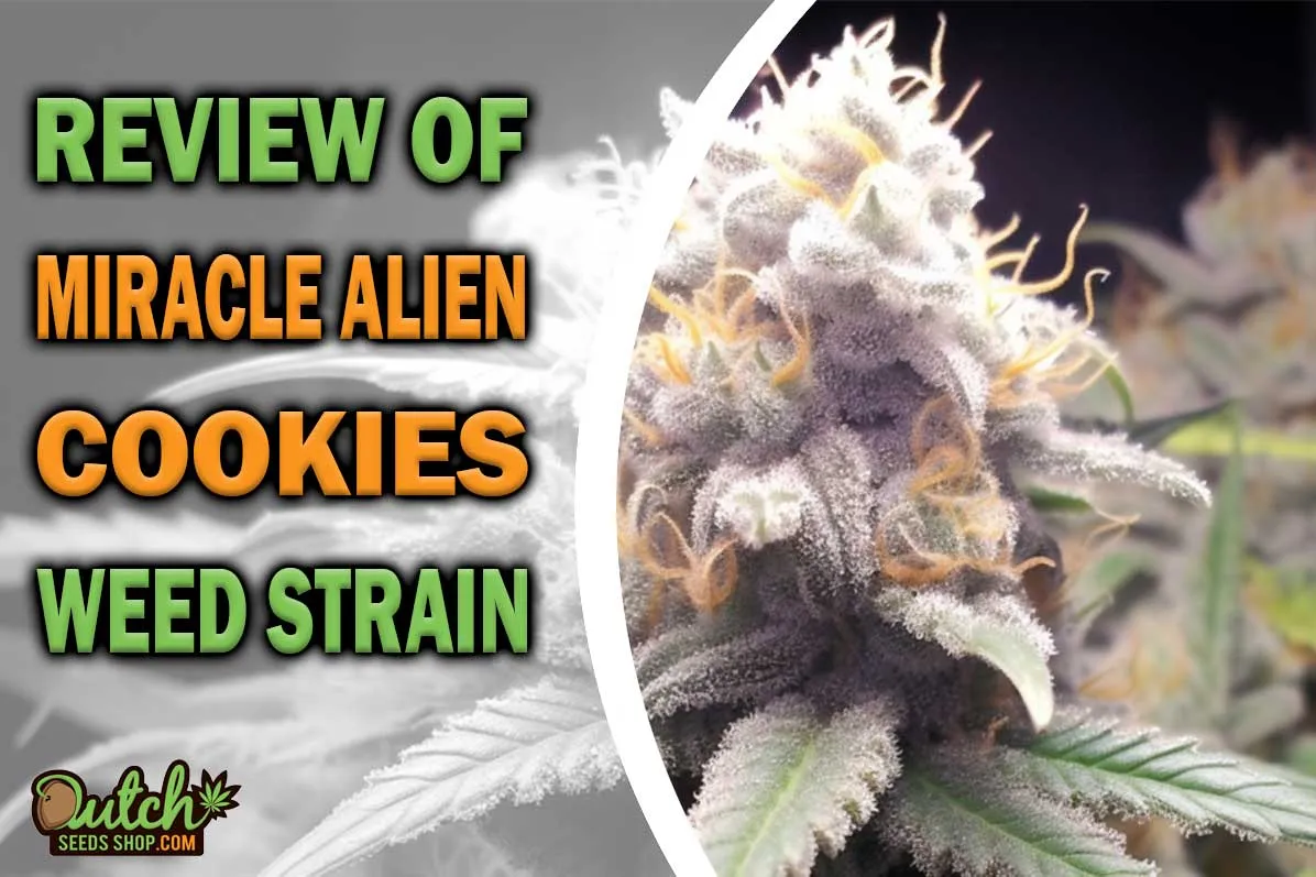 Miracle Alien Cookies Marijuana Strain Info and Review - DSS