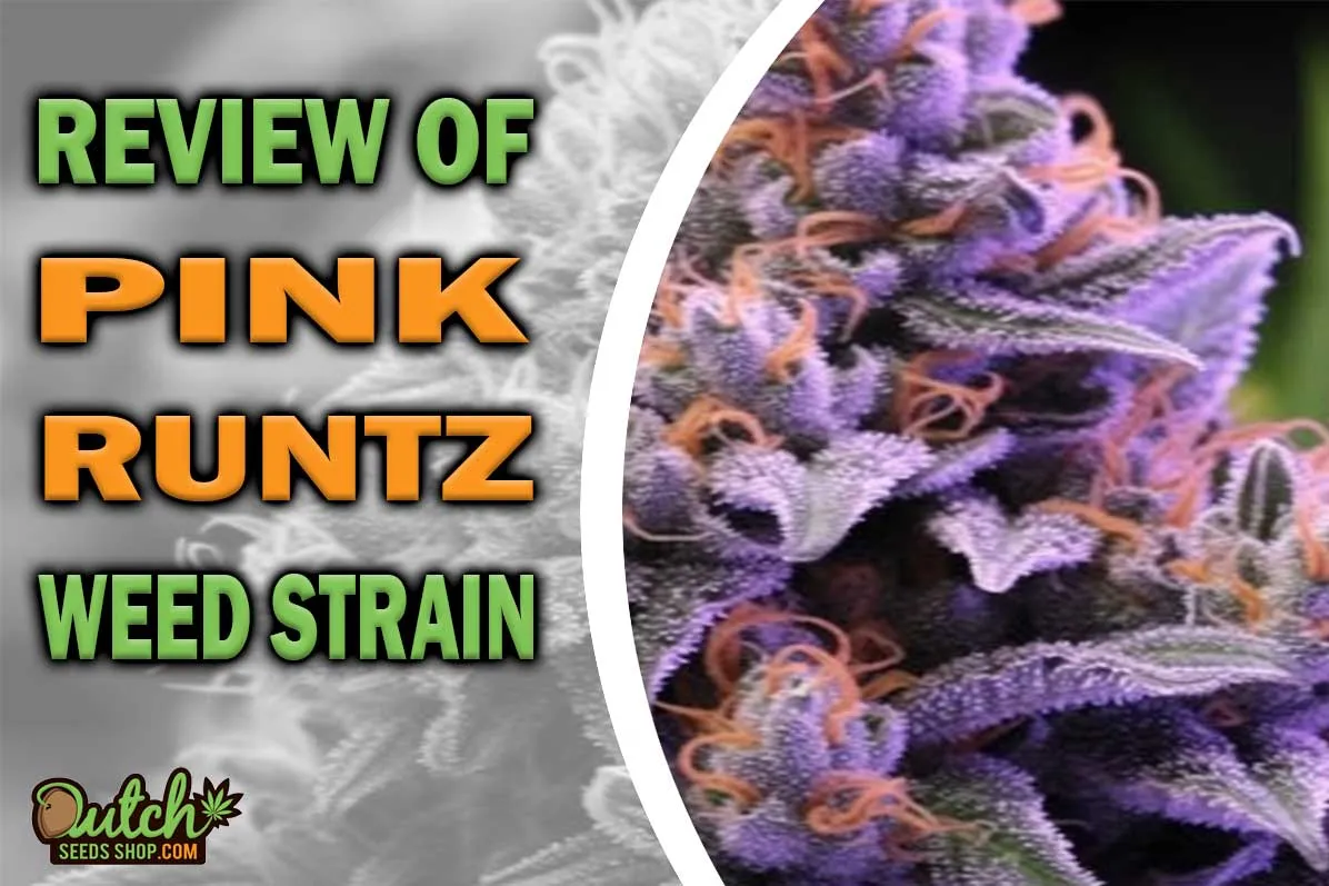 Pink Runtz Marijuana Strain Information and Review - DSS