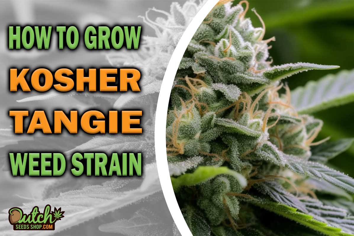 How to Grow Kosher Tangie Strain - DSS