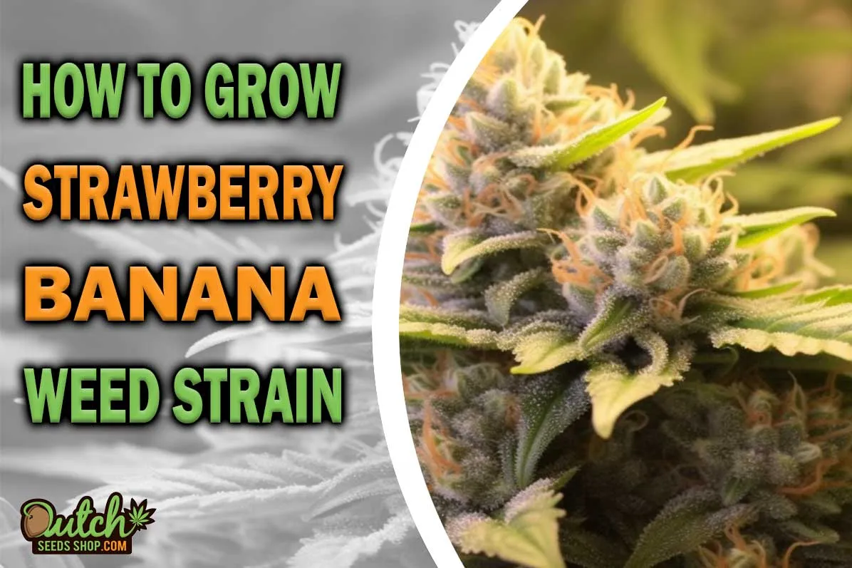 How to Grow Strawberry Banana Strain - DSS