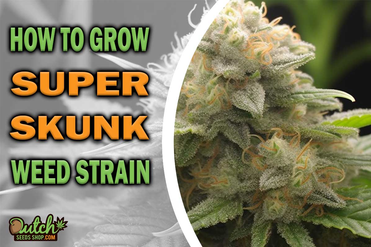 How to Grow Super Skunk Strain - DSS