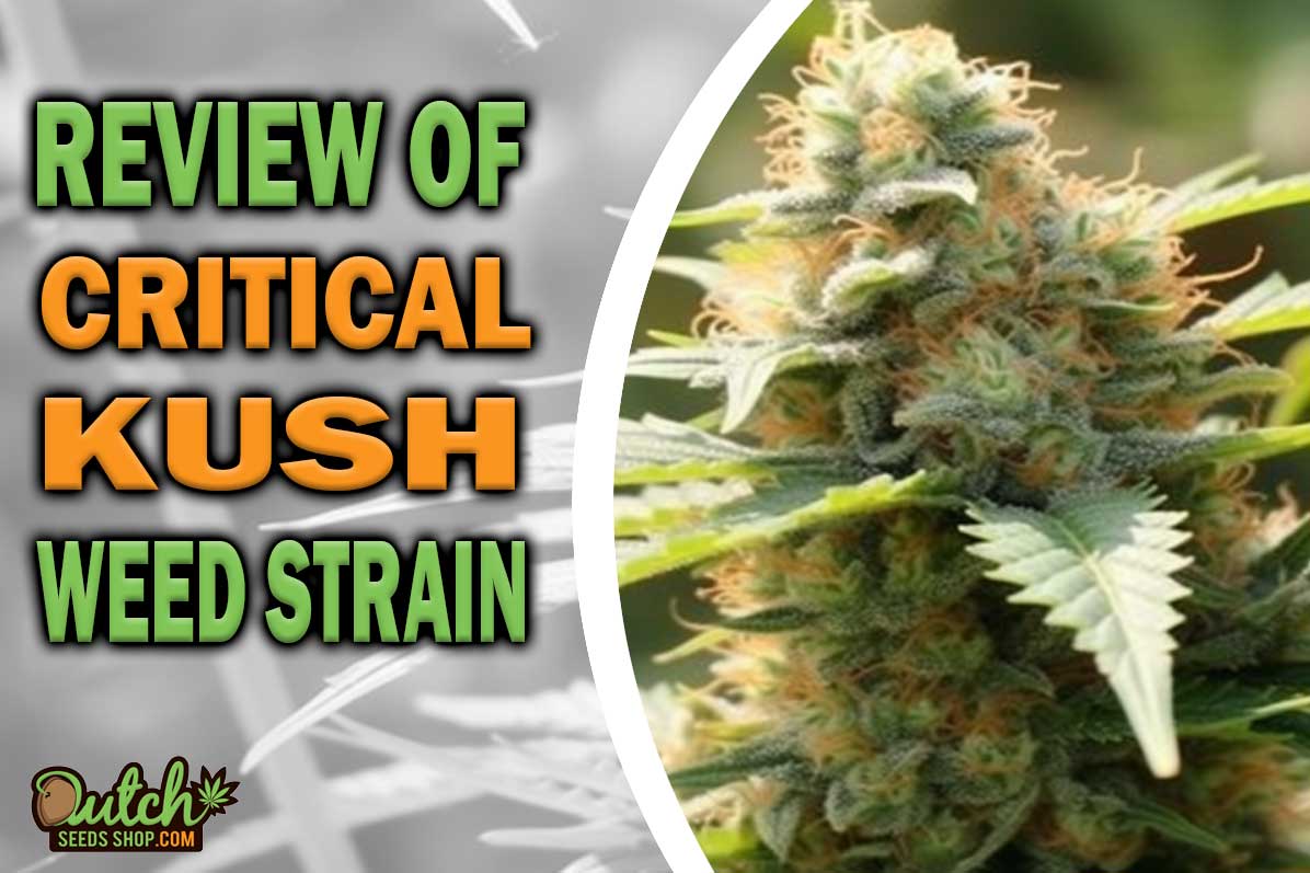Critical Kush Marijuana Strain Information and Review - DSS