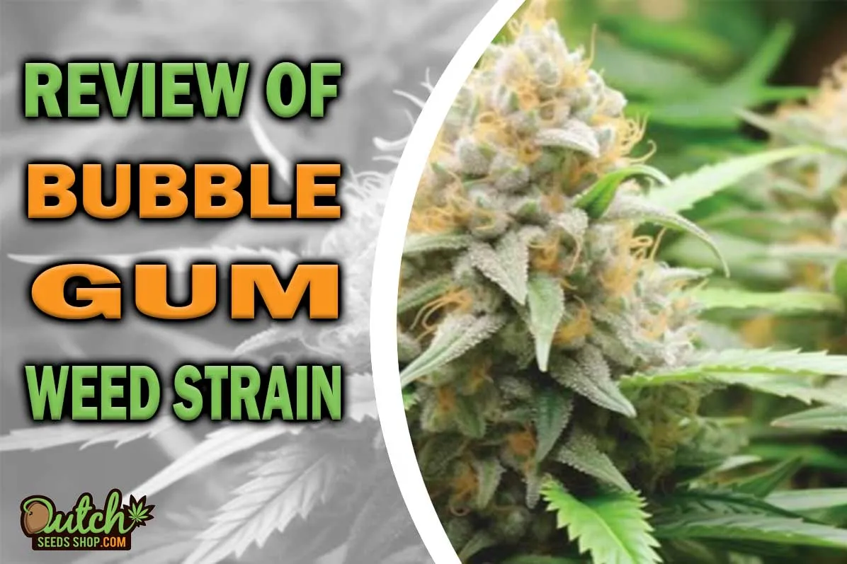 Bubble Gum Marijuana Strain Information and Review - DSS