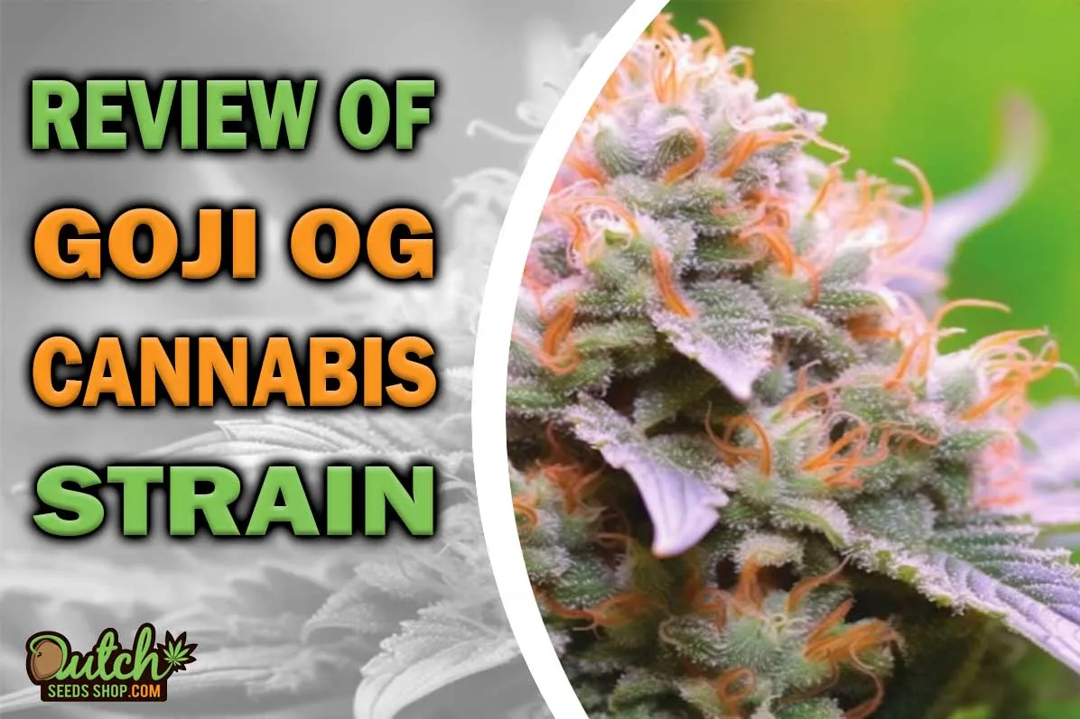 Goji OG Marijuana Strain Information and Review - DSS