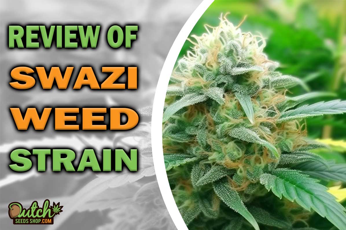 Swazi Marijuana Strain Information and Review - DSS