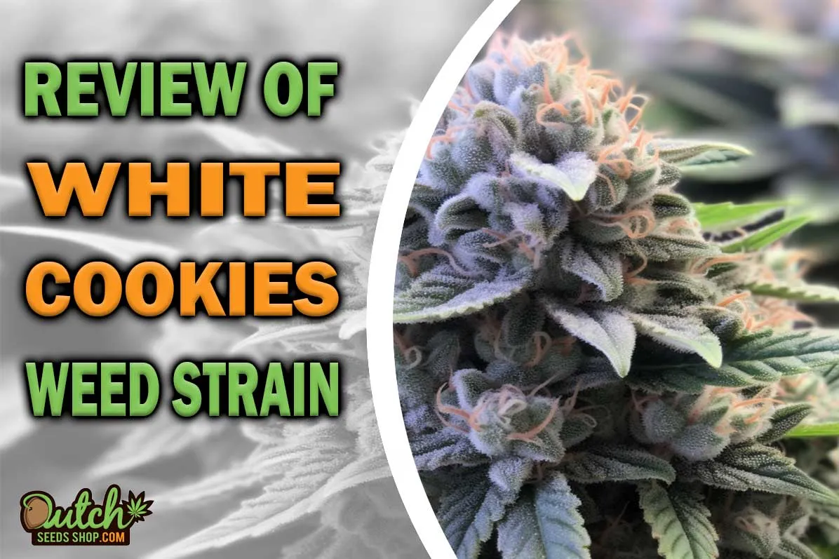 White Cookies Marijuana Strain Information and Review - DSS